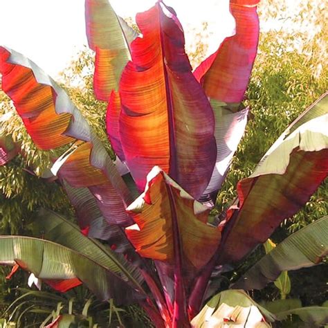 Free Shipping Red Banana Tree Starter Plant Ppp Etsy