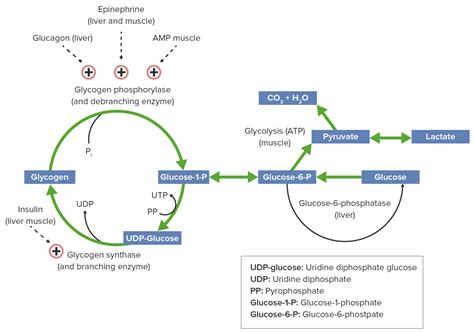 Glycogenesis And Glycogenolysis Concise Medical Knowledge