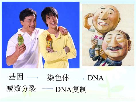 人教版高中生物必修二第3章第3节 《dna的复制》课件共43张ppt 21世纪教育网