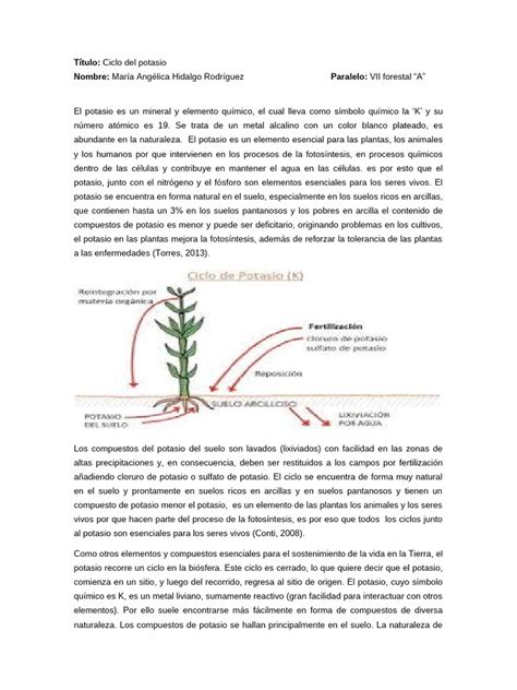 Ciclo Del Potasio Imprimir Pdf