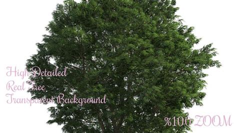 Real Tree Cliparts Ambabena Wood Tree Overlays Png Realistic Look Wood Tree Overlays