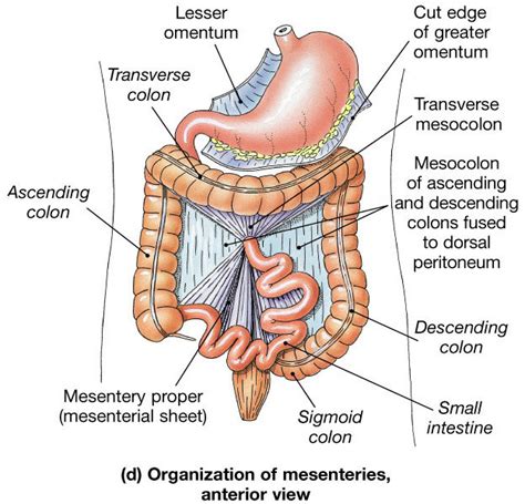 Organization Of Mesenteries Diagram Quizlet