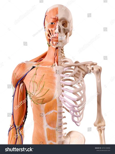 Half Skeleton Half Human Body