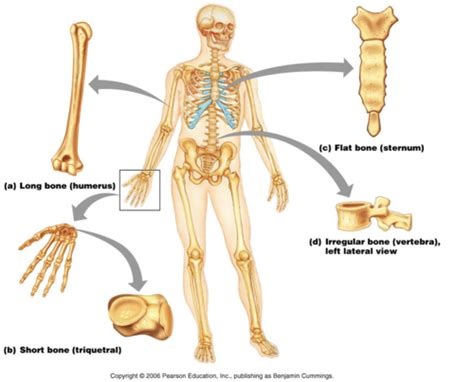 Lab Flashcards Quizlet