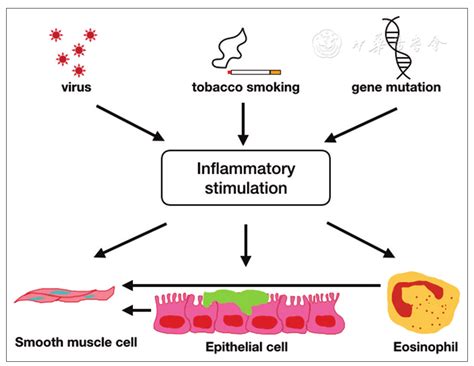 Copd Pathogenesis