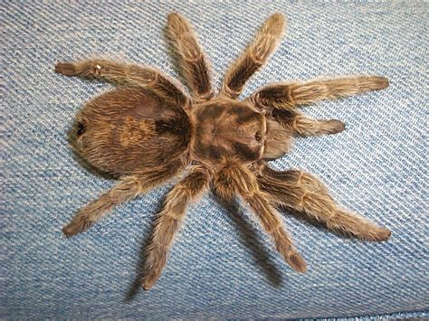 Phylum Arthropoda Examples