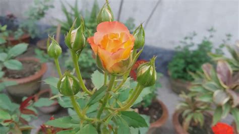 এই গাছে এক সাথে অনেক গুলো গোলাপের কলি Youtube