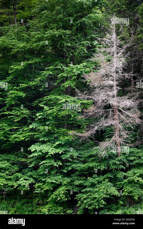 A Dead Tamarack Tree Is Surrounded By Very Live Healthy Beech And Liden