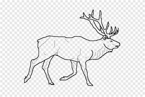 Elk Drawing