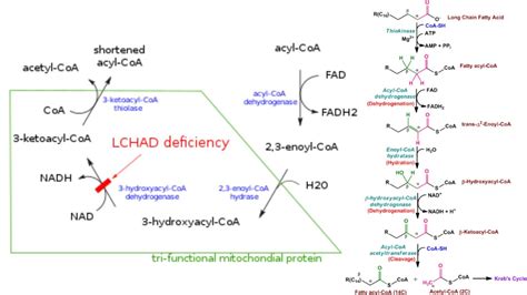 Fatty Acid Definition Structure Types Functions Biology Notes Online