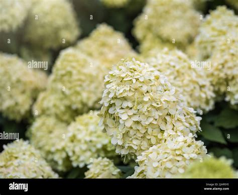 Lush White And Yellow Hydrangea Flowers In Summer White And Yellow
