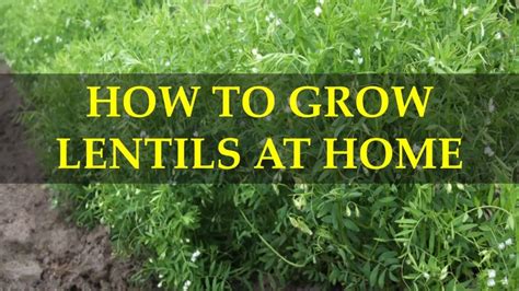 How To Grow Lentils Artofit