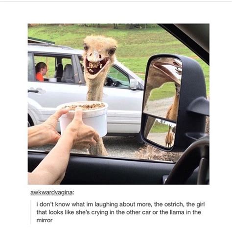 The Best Ostrich Memes Memedroid