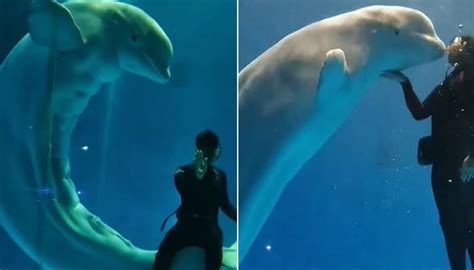 수족관에서 헤엄치다가 몸 굽혔는데 배에 확연히 드러난 벨루가의 숨겨진 16팩 복근 수준