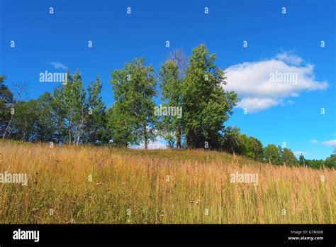 Beautiful Summer Landscape With Trees Grass Sky And Clouds Stock