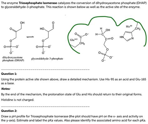 Solved The Enzyme Triosephosphate Isomerase Catalyzes The Conversion