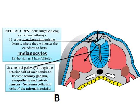 Ppt Derivatives Of The Ectodermal Germ Layer Powerpoint Presentation Id 1981616