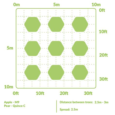 Fruit Tree Spacing Guide The Primrose Garden Club Expert Tips