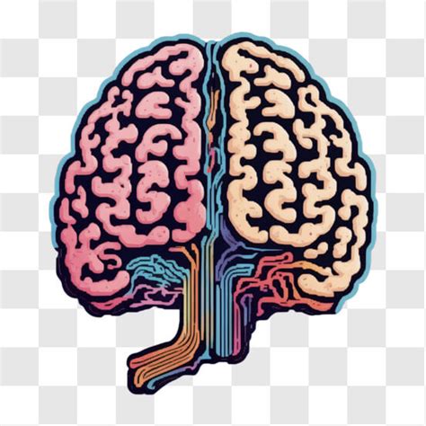 Download Colorful Brain Representation For Education And Learning