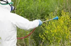 How To Get Rid Of Ragweed Permanently And Why It Is A Health Issue