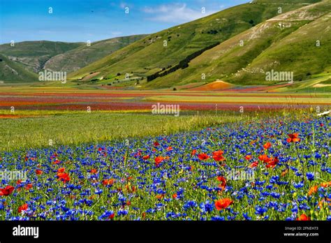 Paysage Fleuri En Piano Grande De Castelluccio Di Norcia Banque De