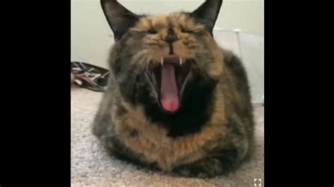 Scream Saga Continues… With Cats Tumbex
