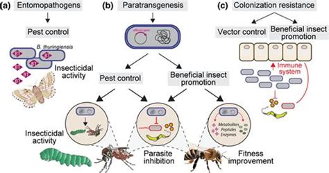 Different Applications Of Gut Bacteria For The Management Of Insects A Insecticidal Potential