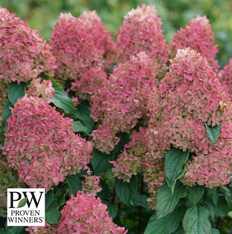 Vipphortensia Buskar Trädgårdsväxter Växter