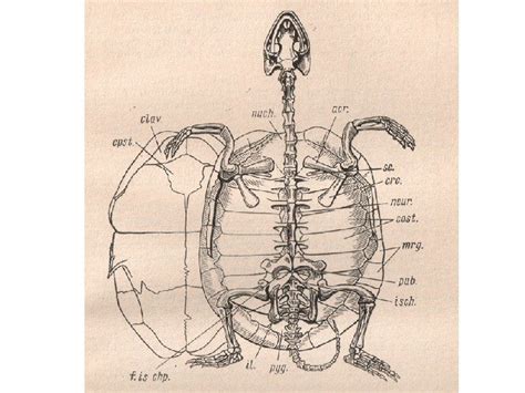 Subclass Anapsida Subclass Archosauria Subclass Lepidosauria Order