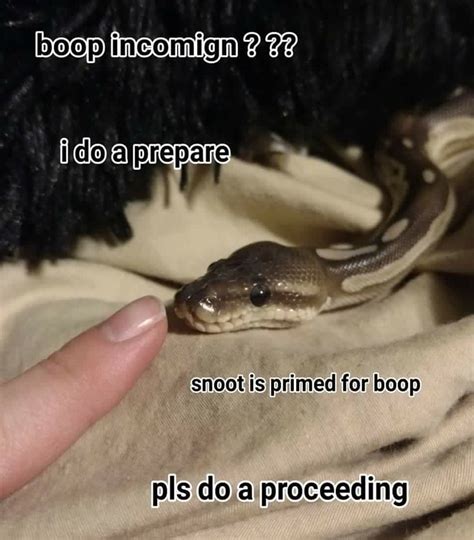 Boop Incomign Snek Know Your Meme