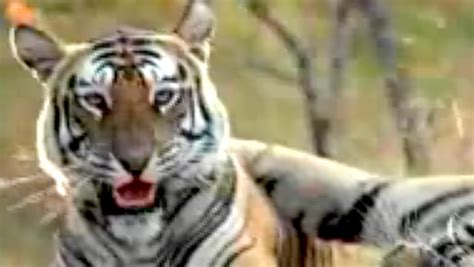 Asexual Reproducers Science Video Pbs Learningmedia