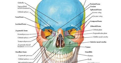 Skull Anterior View Anatomy Frontal Bone Glabella Supraorbital