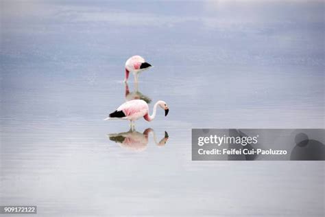 Andean Flamingos Photos And Premium High Res Pictures Getty Images
