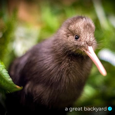 Kiwi Chick By Corin Walker Bain Brilliant Acrylic Prints — A Great