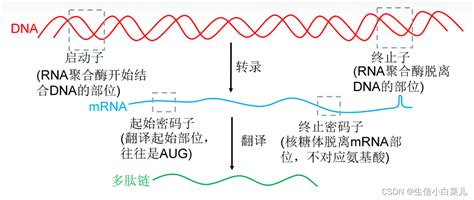 生信各基础名词解释 Translated Region Utr Csdn博客