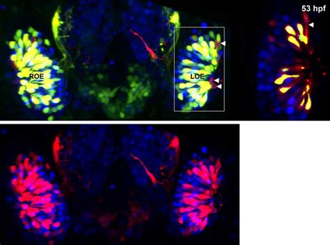 Figures And Data In Sox10 Dependent Neural Crest Origin Of Olfactory