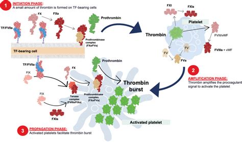 Thrombin Generation And Implications For Hemophilia Therapies A