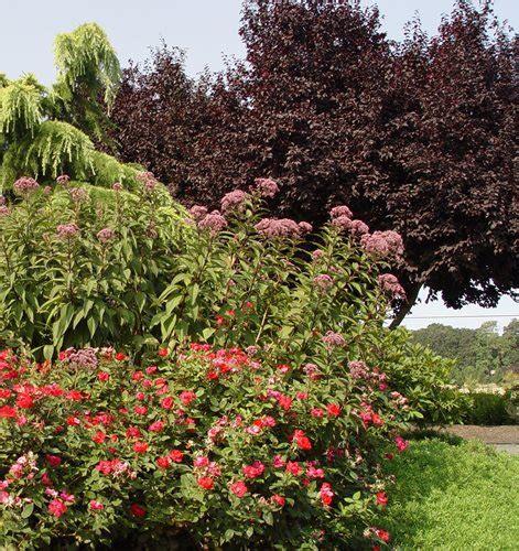 Small Tree Types Landscaping Network