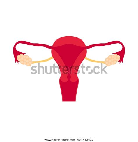 Female Reproductive System Circuit Sketch Handdrawn Stock Vector Royalty Free 491813437