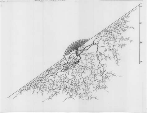 Dig Into An Enormous Archive Of Drawings Unveiling The Complex Root Systems Of Plants