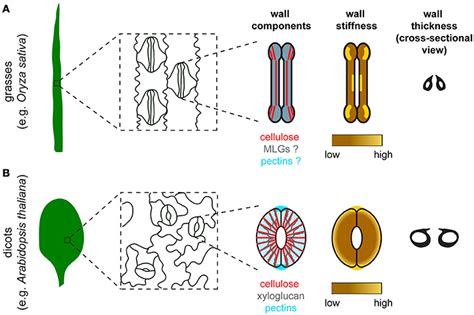 Guard Cell Organelles