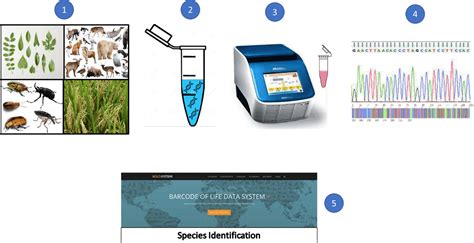 Dna Barcoding Services Bioserve A Reprocell Company
