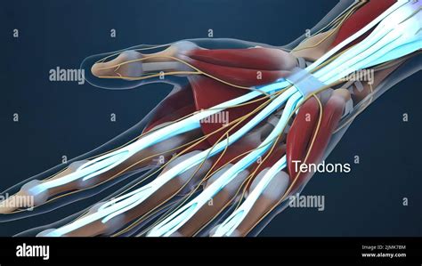 Median Nerve Compressed Hi Res Stock Photography And Images Alamy