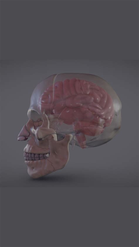 Human Brain Diagram安卓版应用apk下载