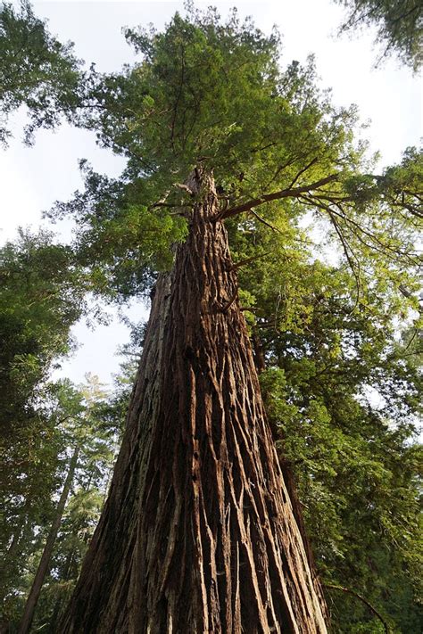 Sequoia Sequoia Sempervirens