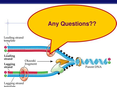 Ppt Synthesis Of Dna Powerpoint Presentation Free Download Id5728293