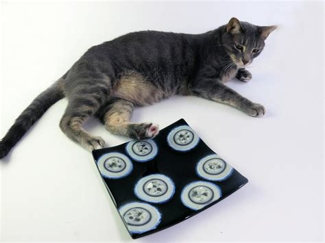 Cryptococcus Neoformans With India Ink Stain Glass By Trilobiteglassworks On Deviantart