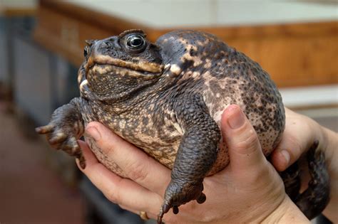Cane Toad Honolulu Zoo Society