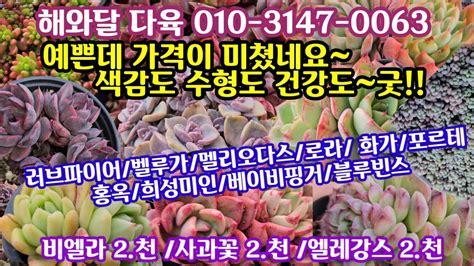 다육이 쇼핑 🛍 25314해와달 다육 010 3147 0063 🌸예쁜데 가격도 착하고 인기 국민다육이도 한가득 득템 하세요 🤗 Youtube