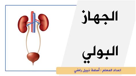 الجهاز البولي العلوم والحياة الصف السادس الأساسي المنهاج